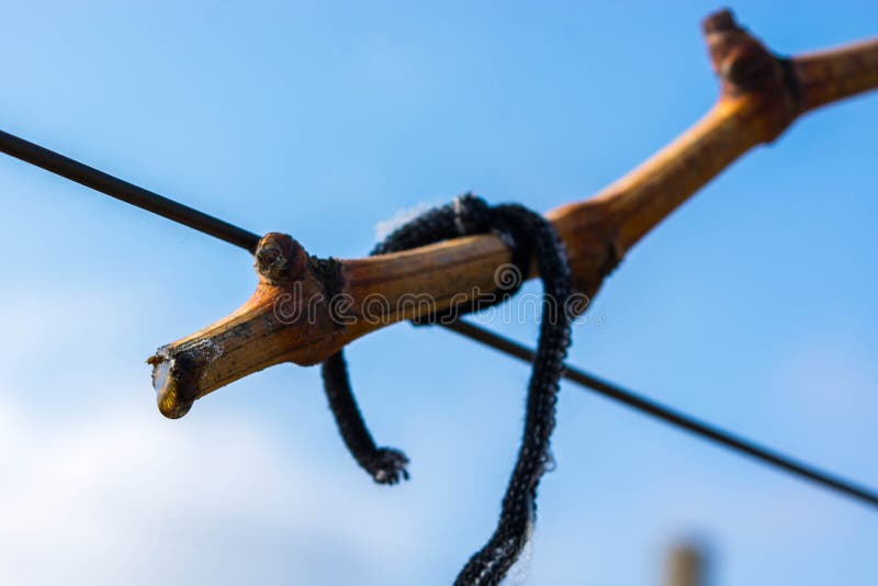 Sap flow of grape vines stock photo. Image of garden - 220805438