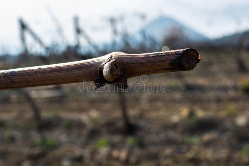 Sap flow of grape vines stock photo. Image of growth - 220832908