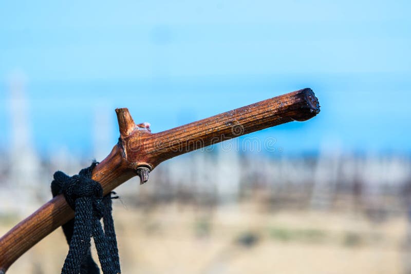 Sap flow of grape vines stock photo. Image of life, gardening - 220832912