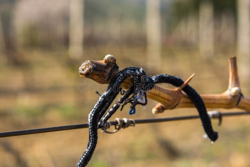 Sap flow of grape vines stock image. Image of green - 218106517