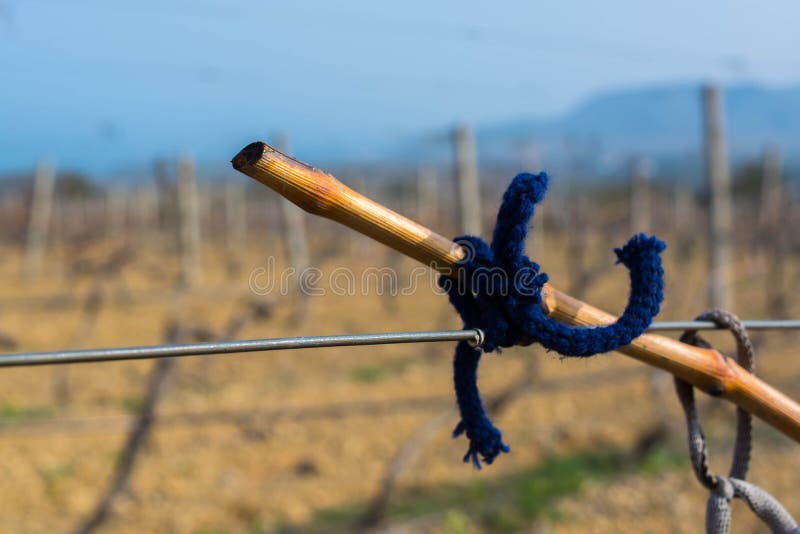 Sap flow of grape vines stock photo. Image of seedling - 223754714