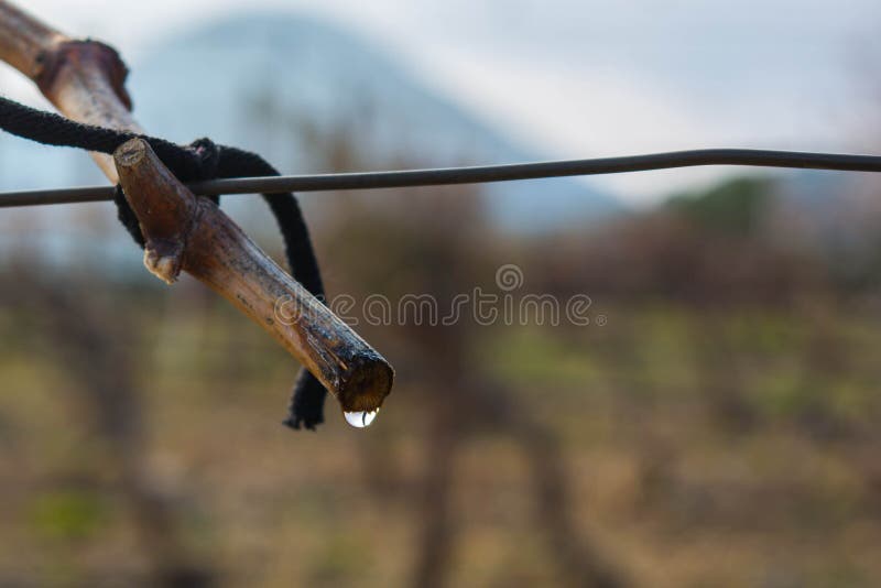 Sap flow of grape vines stock image. Image of gardening - 223754717