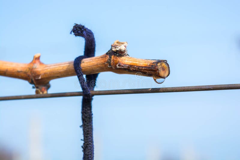Sap flow of grape vines stock photo. Image of viticulture - 388027980