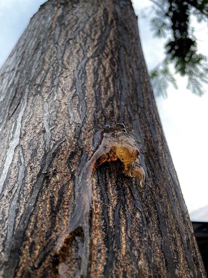 Sap flow from a tree stock photo. Image of texture, nature - 274814172