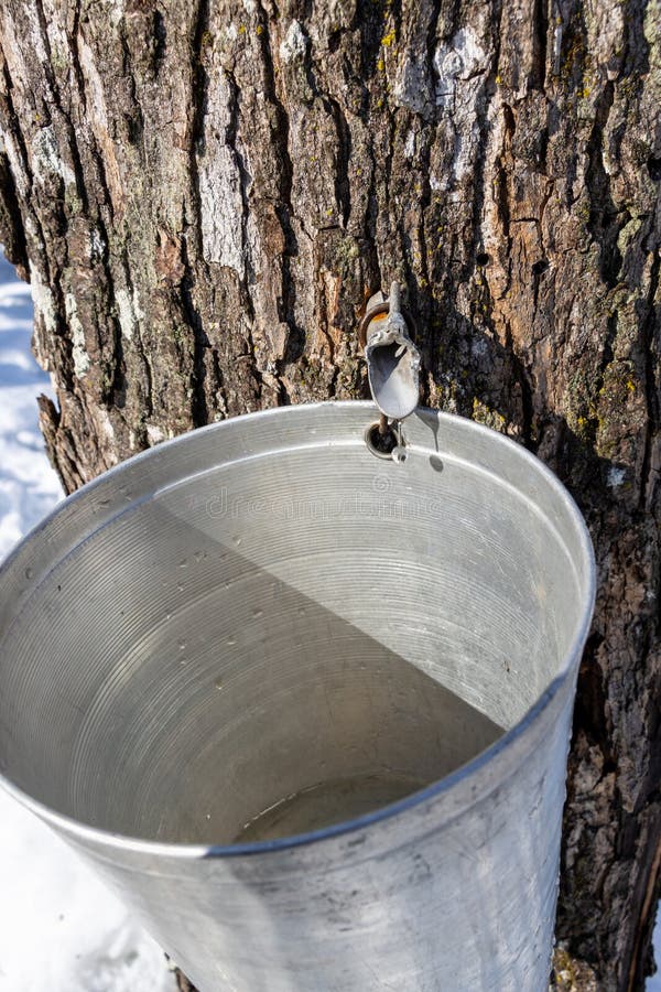 Sap Flowing from Maple Tree into a Pail at Springtime Stock Photo ...