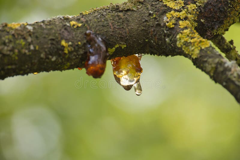 Sap Flows from a Branch of a Cherry Tree Stock Image - Image of natural ...