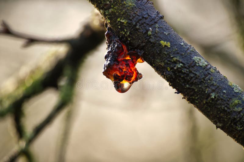 Sap Flows from a Branch of a Cherry Tree Stock Image - Image of fruit ...