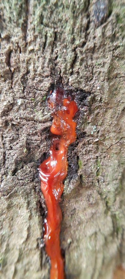 The Sap that Flows Out of the Mango Tree Mangifera Indica Stock Image ...