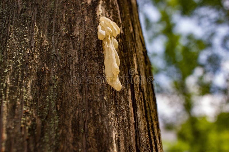 Sap stock image. Image of forest, japan, leaking, nature - 121175143