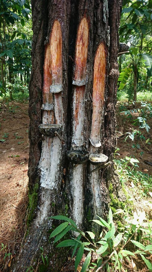 Tapping Pine Sap in the Forest in Three Containers Stock Photo - Image ...