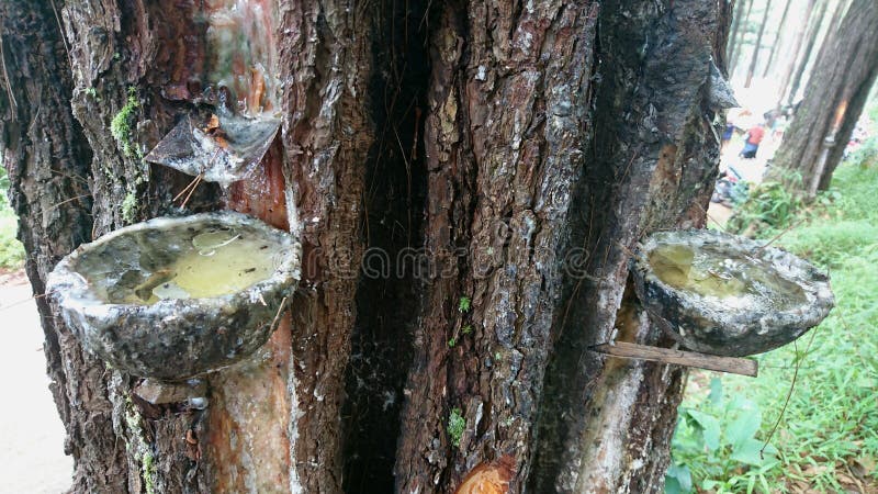 Two Tapping Pine Sap with Two Containers in One Tree Stock Image ...