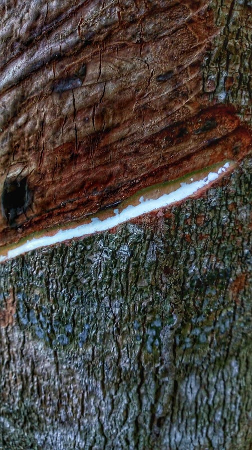 The Sap of the Rubber in Trees Stock Image - Image of trees, asian ...