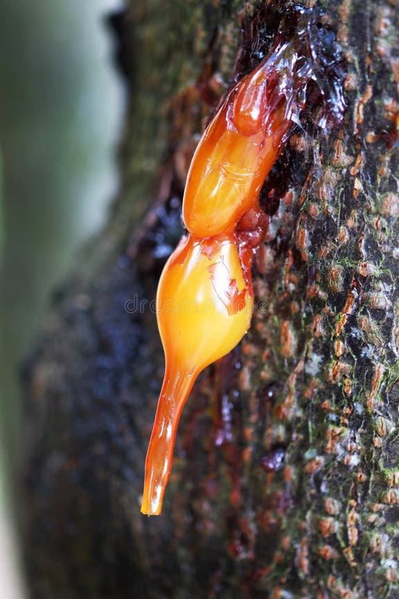 Sap Running from Tree Trunk. Stock Image - Image of tree, nature: 57434749