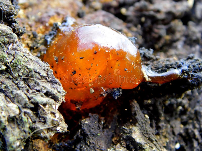 The Sap of the Tree Flows Out Stock Photo - Image of bark, solidified ...