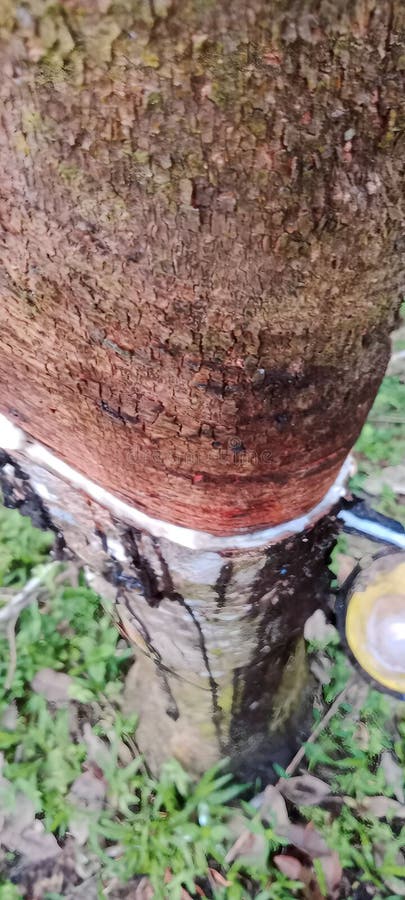 A Sap Tree or Otherwise Called a Rubber Tree Stock Image - Image of ...