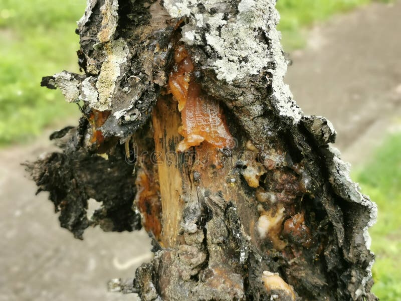 The Sap on the Tree in Asian Stock Photo - Image of treatment, drop ...