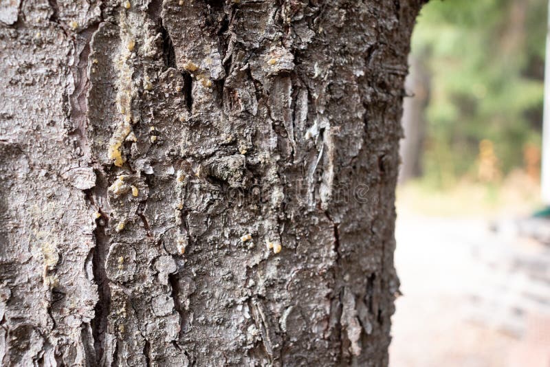 Tree Sap Oozing Out Bark Stock Photos - Free & Royalty-Free Stock ...