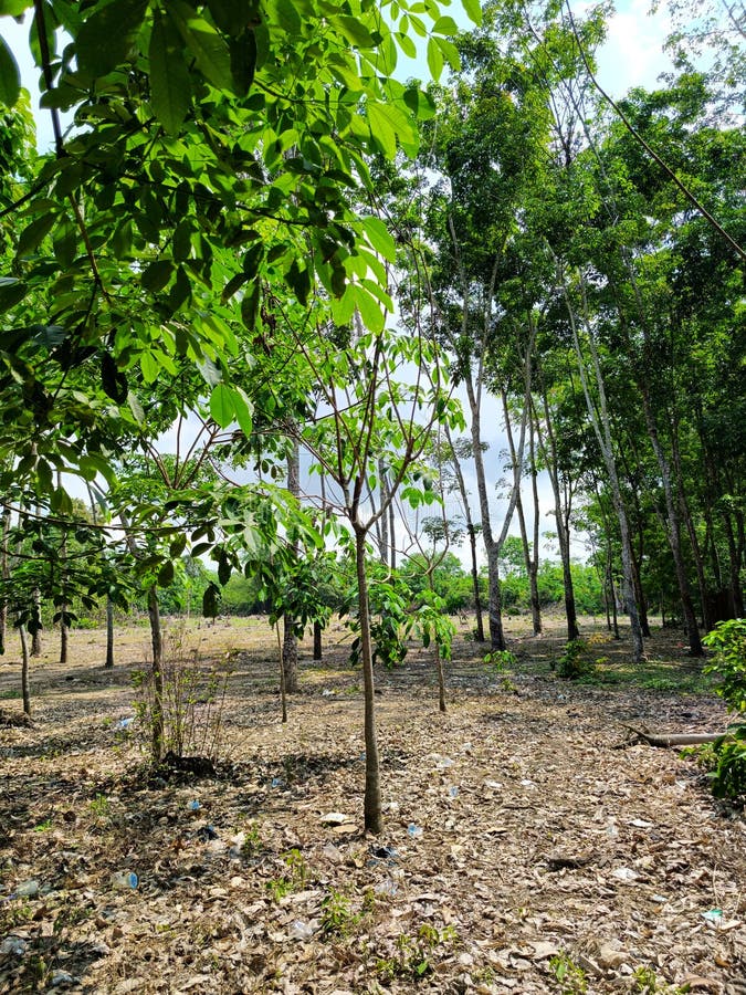 The Sap Tree is Still Young and Not Ready To Be Harvested Stock Photo ...