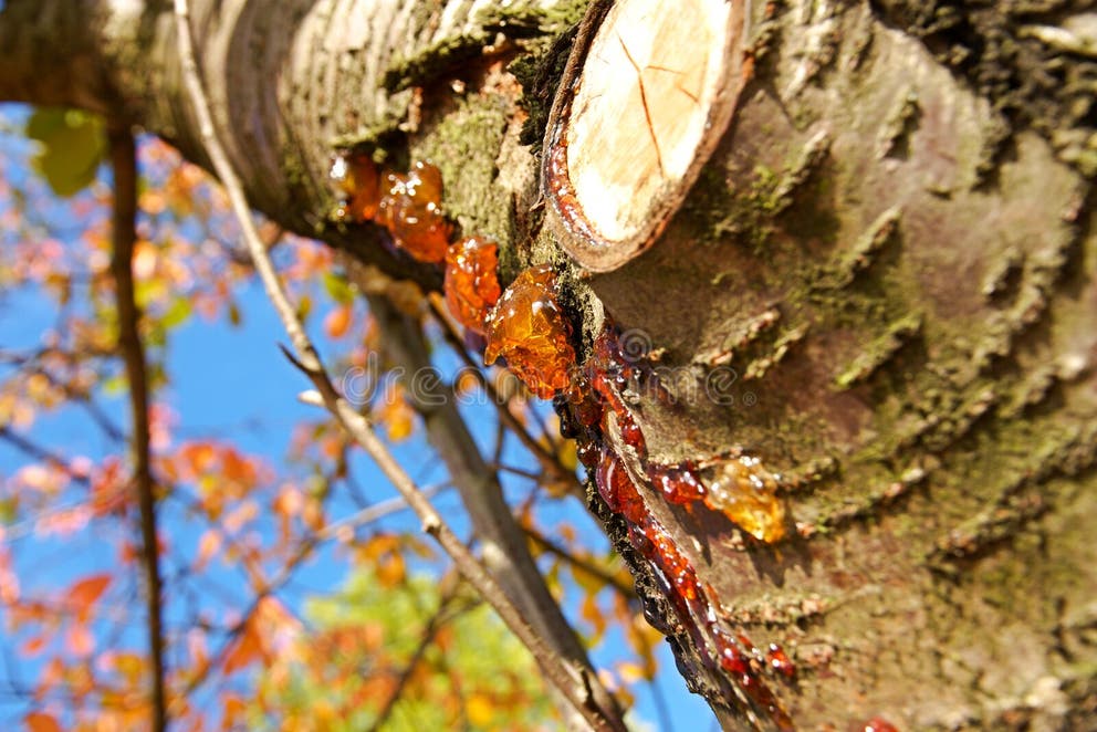 Sap the trunk stock image. Image of autumn, resin, natural - 61166051