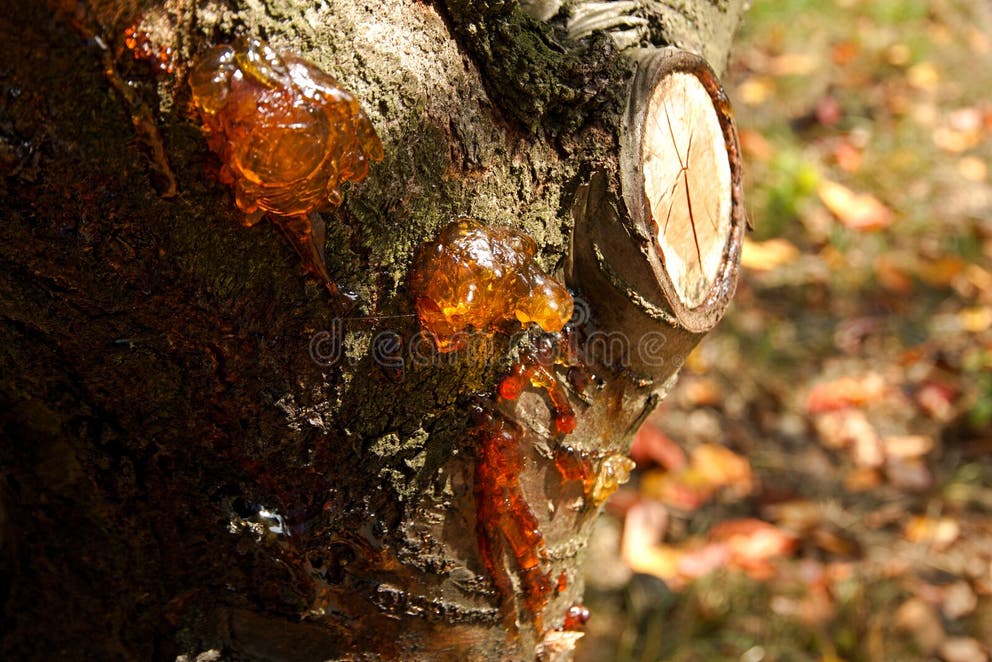 Sap the trunk stock photo. Image of sunlight, detail - 61166132