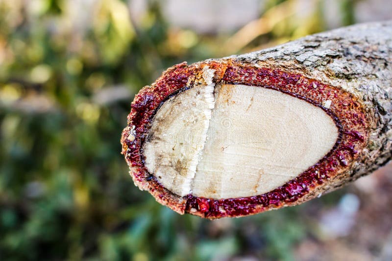Sap stock photo. Image of condition, tree, nature, trunk - 48211472