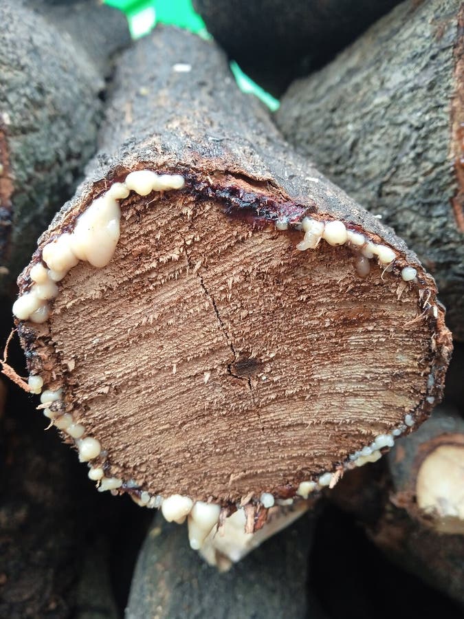 Sap from the Wood of the Mango Tree Stock Image - Image of brown, macro ...