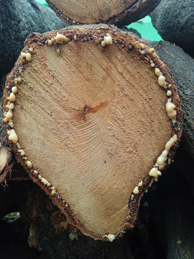 151 Mango Bark Tree Texture Stock Photos - Free & Royalty-Free Stock ...