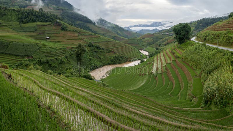 Sapa stock image. Image of green, terraced, sapa, nature - 81209259