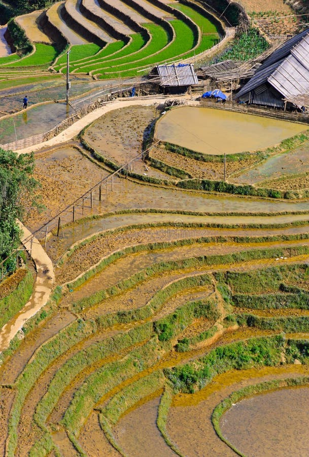 Sapa rice terraced fields stock image. Image of rural - 24821851