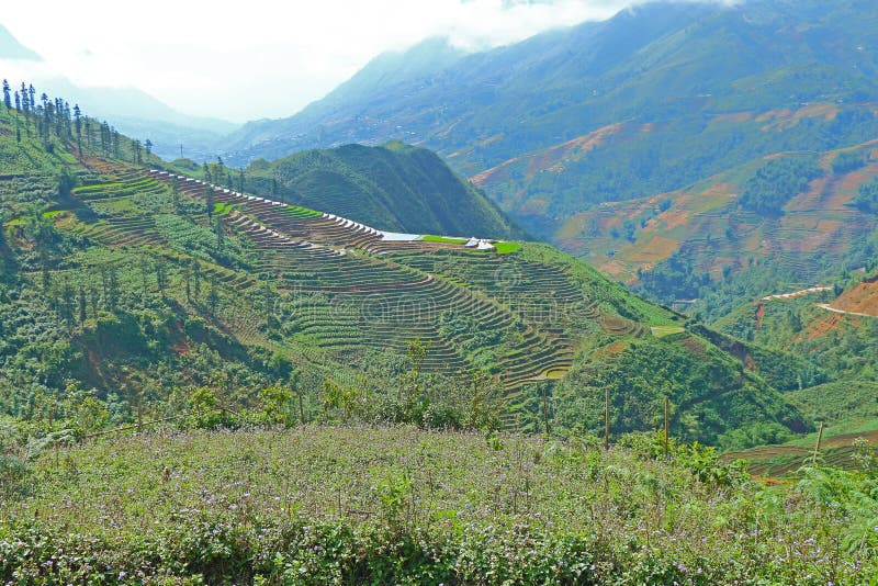 Sapa rice terraces Vietnam stock photo. Image of harvest - 55120312