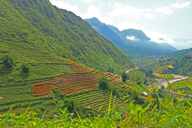Sapa rice terraces Vietnam stock photo. Image of ground - 55120324