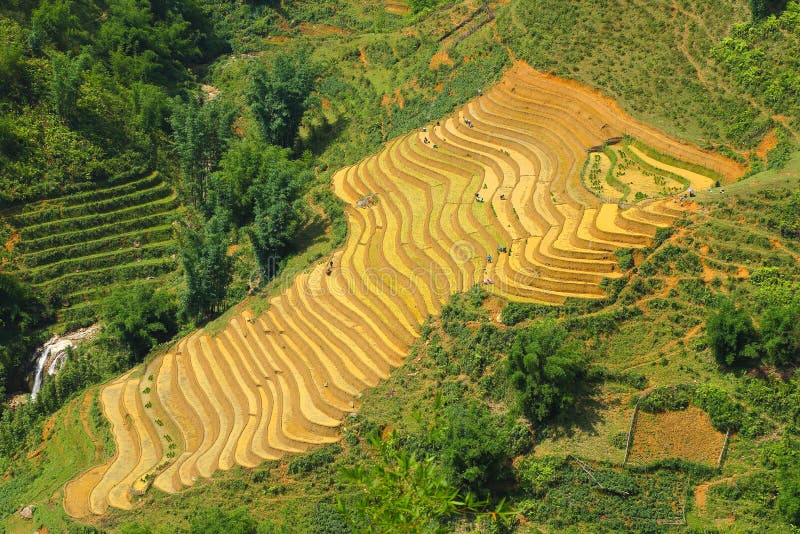 Sapa rice terraces Vietnam stock photo. Image of horticulture - 55120328
