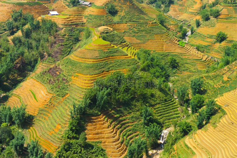 Sapa rice terraces Vietnam stock photo. Image of irrigation - 55120334