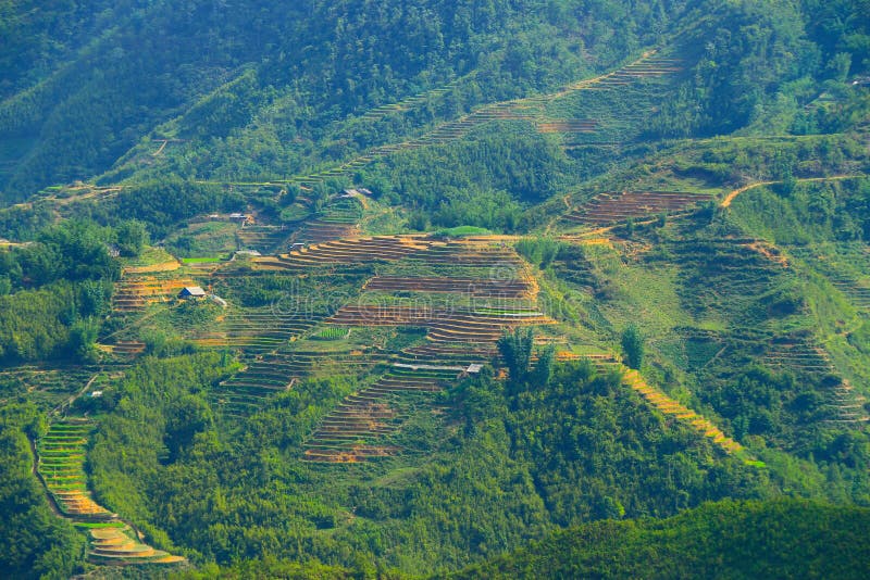 Sapa rice terraces Vietnam stock image. Image of grows - 55120353