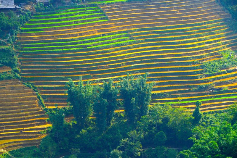 Sapa rice terraces Vietnam stock photo. Image of nature - 55120362
