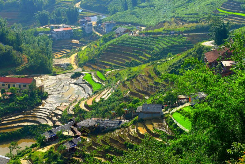 Sapa rice terraces Vietnam stock photo. Image of hill - 55120370