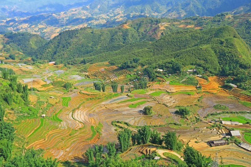 Sapa rice terraces Vietnam stock photo. Image of local - 55668850