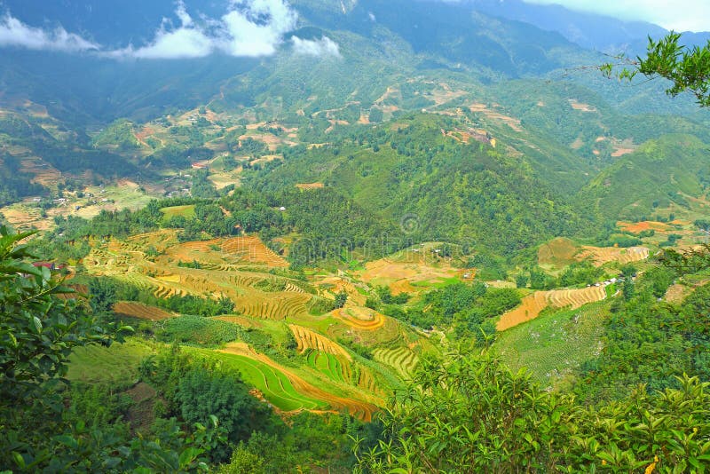 Sapa rice terraces Vietnam stock photo. Image of growth - 55320390