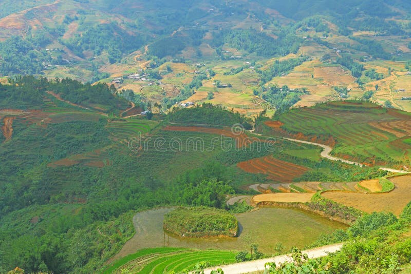 Sapa rice terraces Vietnam stock photo. Image of grows - 55320422