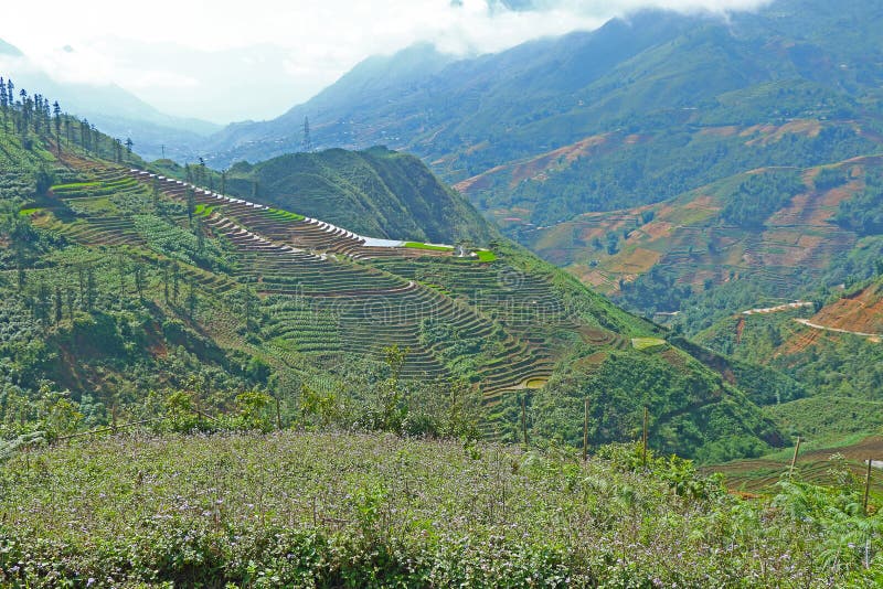 Sapa rice terraces Vietnam stock image. Image of culture - 55320441