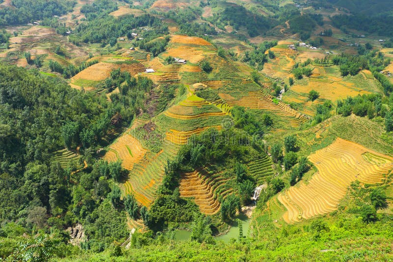Sapa rice terraces Vietnam stock photo. Image of local - 55668850