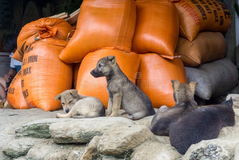 Sapa, Vietnam foto de archivo. Imagen de animal, fondo - 103415682