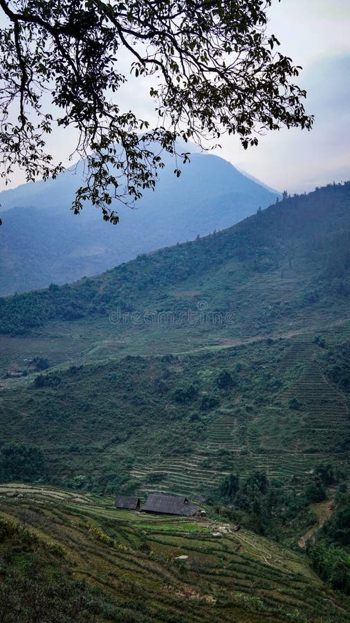 Sapa Vietnam Rice Valley Nature Stock Photo - Image of mist, sapa ...