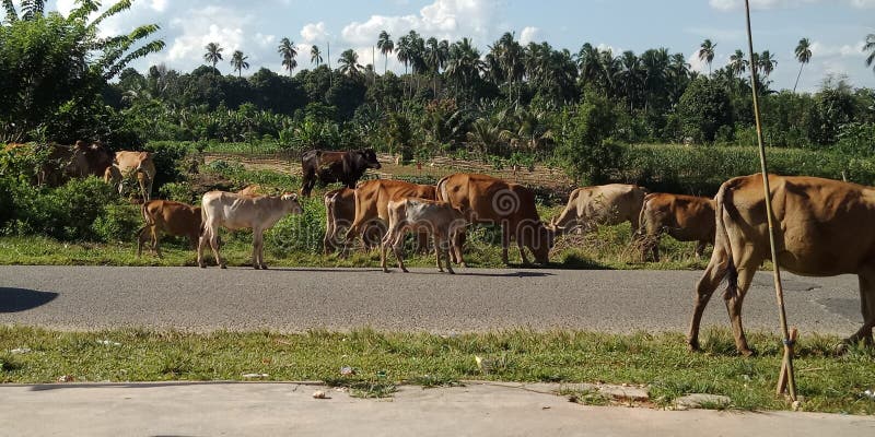 Sapi, Animals Alam Panorama Sunset Stock Photo - Image of panorama ...