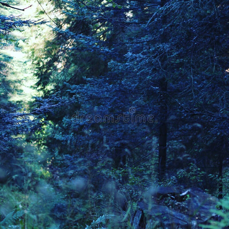 Blue trees stock image. Image of tree, sapin, forest - 162233465