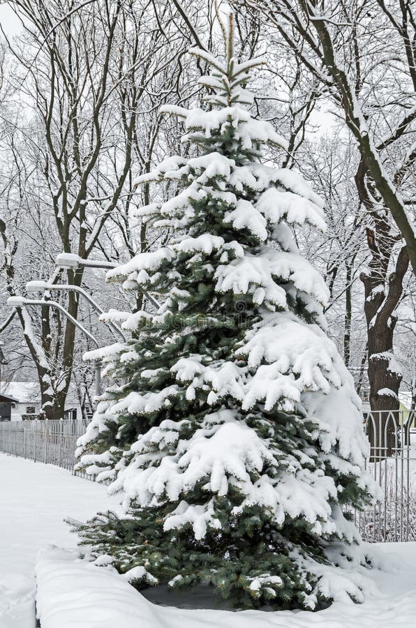 Neige sur le sapin photo stock. Image du célébrez, ornement - 84103972