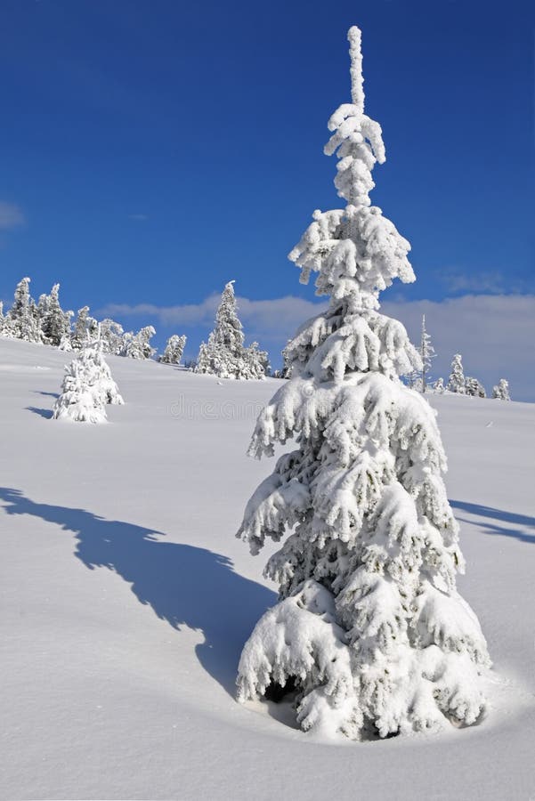 Sapin sous la neige image stock. Image du bleu, sunlight - 27214131