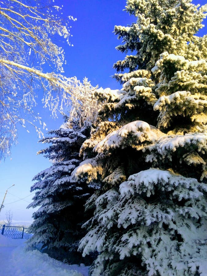 Sapins Sous La Neige Photos Stock - Téléchargez 3,363 Photos libres de ...