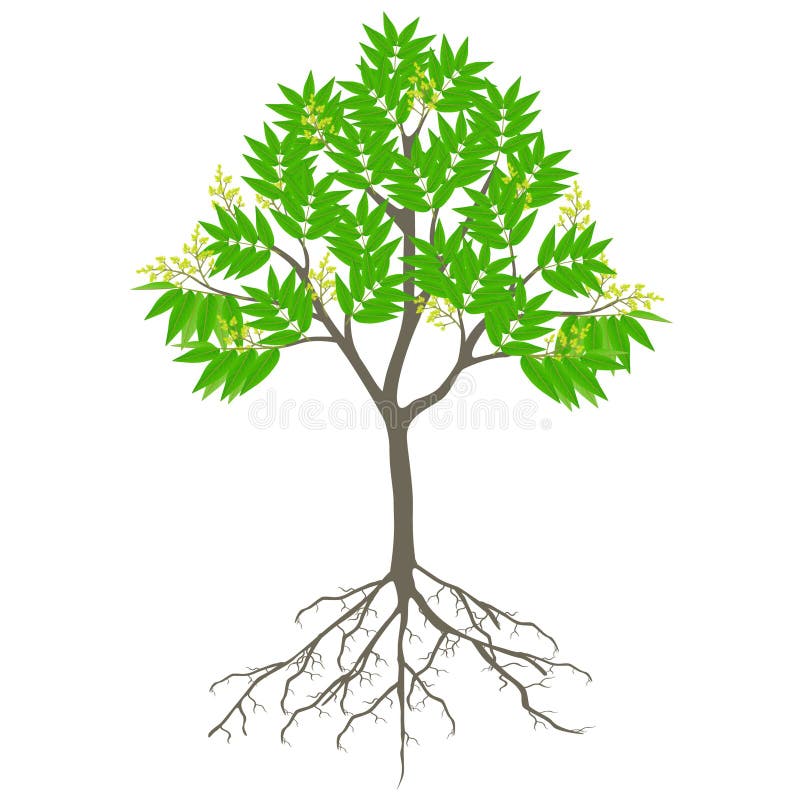 Sapindus Soap Tree Stock Illustrations – 14 Sapindus Soap Tree Stock ...