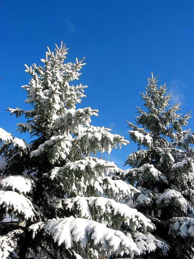 Sapins De L'hiver Sous La Neige Photo stock - Image du details, saison ...